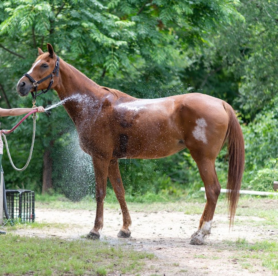 Belle – Healing with Horses Ranch