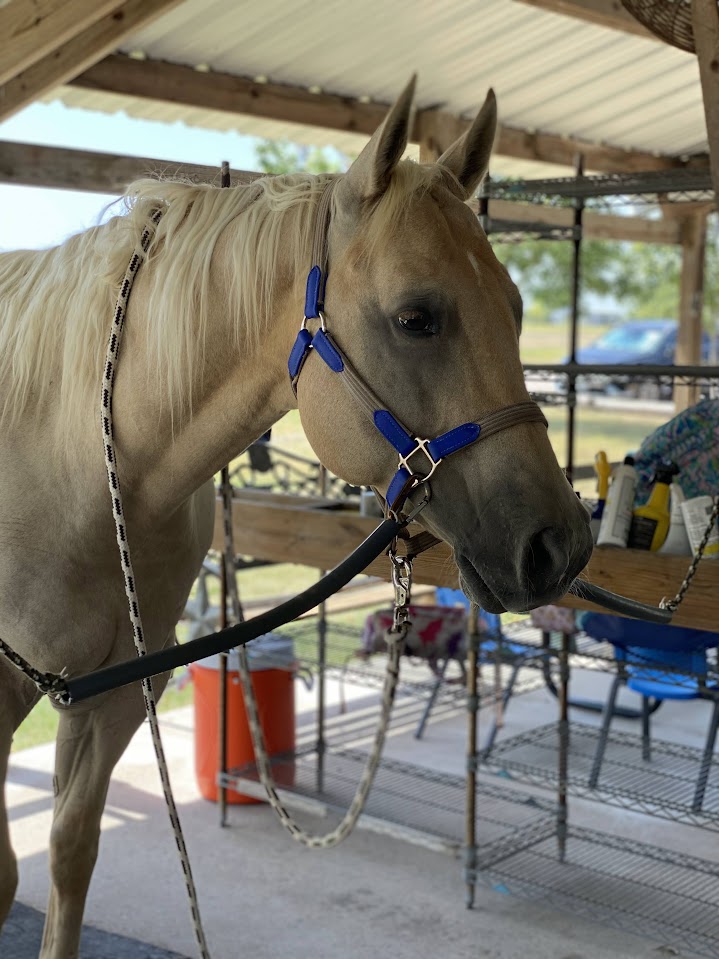 Gold – Healing with Horses Ranch